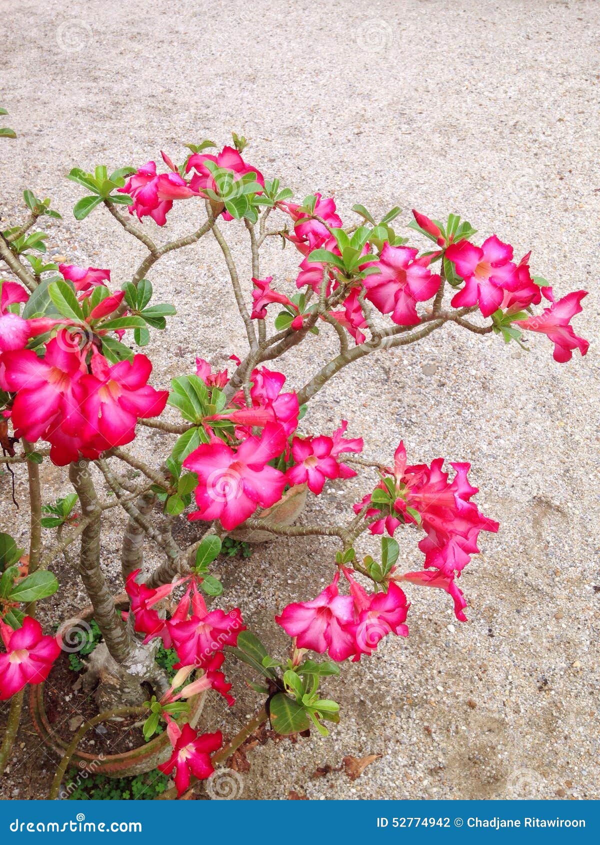 Adenium obesum flower stock photo. Image of color, ground - 52774942