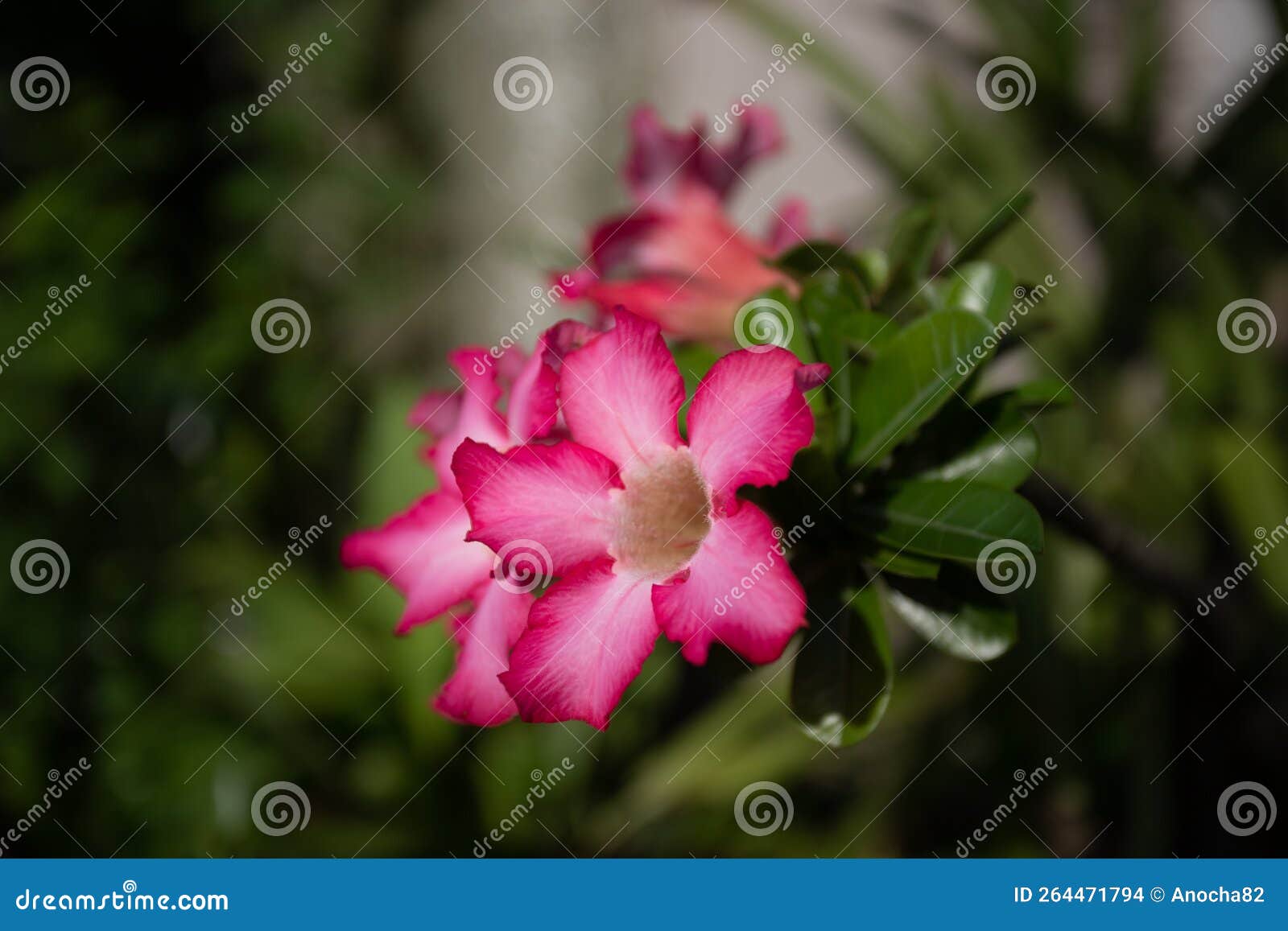 Adenium obesum red on tree stock photo. Image of background - 264471794