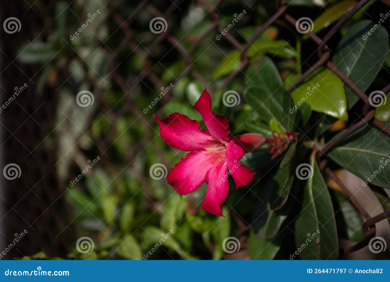 Adenium obesum red on tree stock image. Image of azalea - 264471797