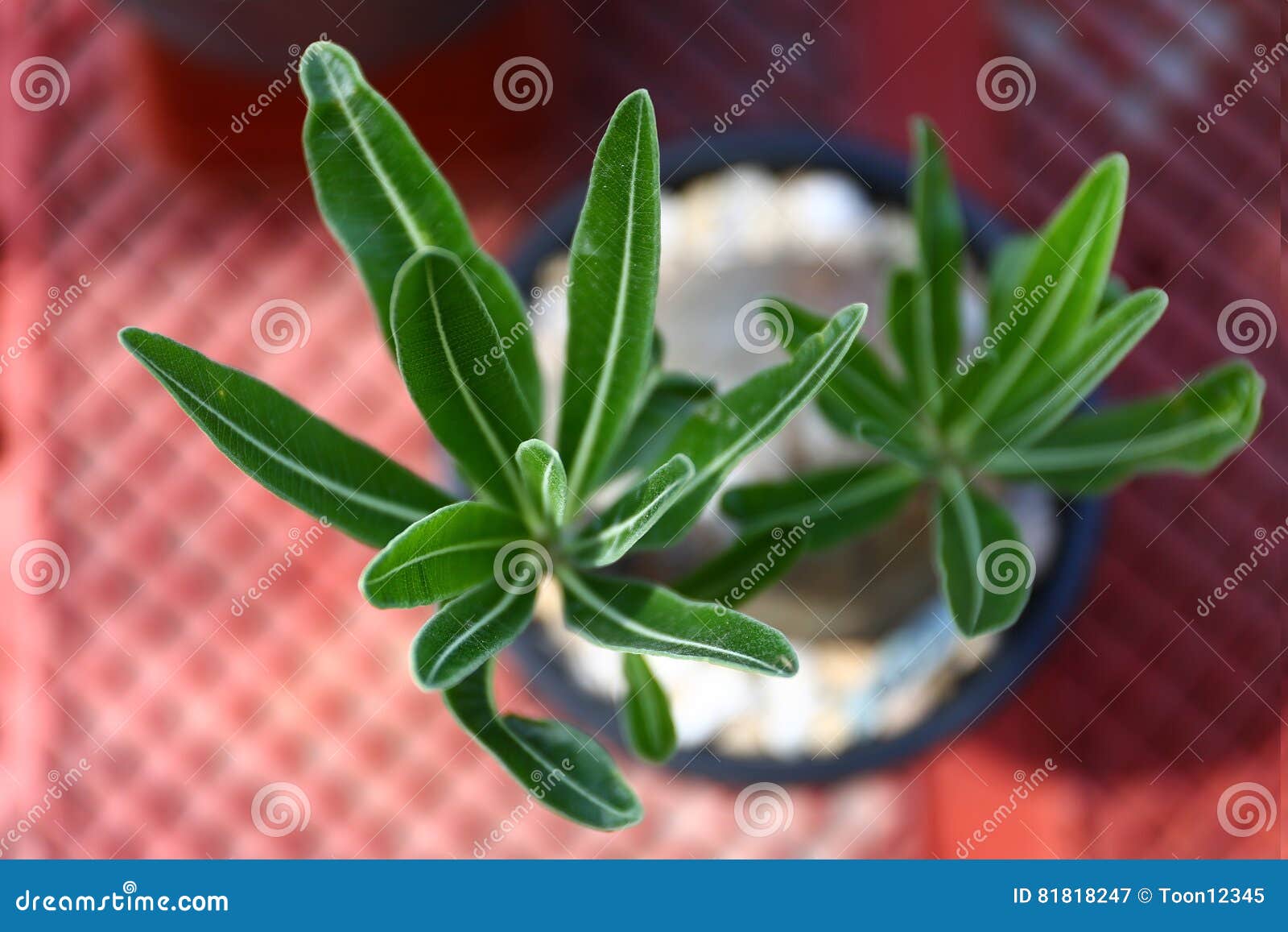 Adenium obesum tree stock image. Image of impala, park - 81818247