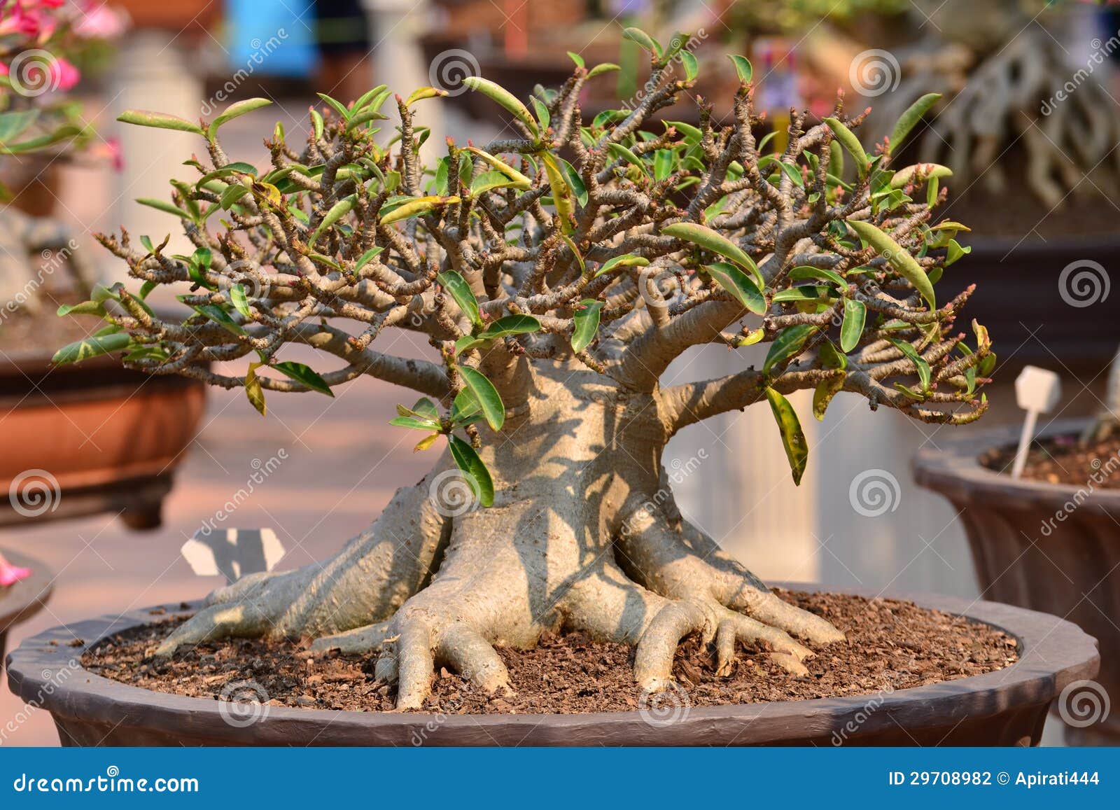 Adenium obesum tree stock photo. Image of bignonia, growth - 29708982