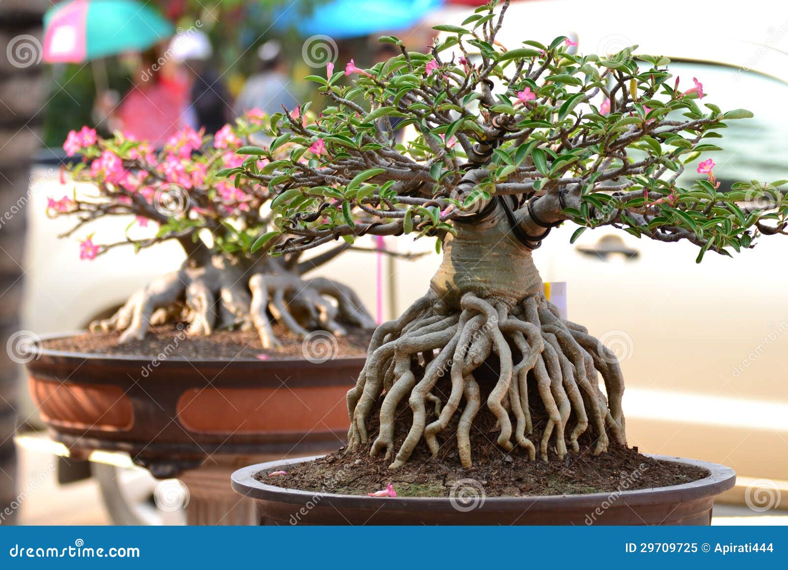 Adenium obesum tree stock image. Image of green, interior - 29709725