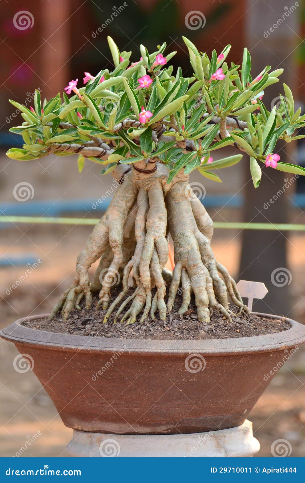 Adenium obesum tree stock image. Image of foliage, impala - 29710011
