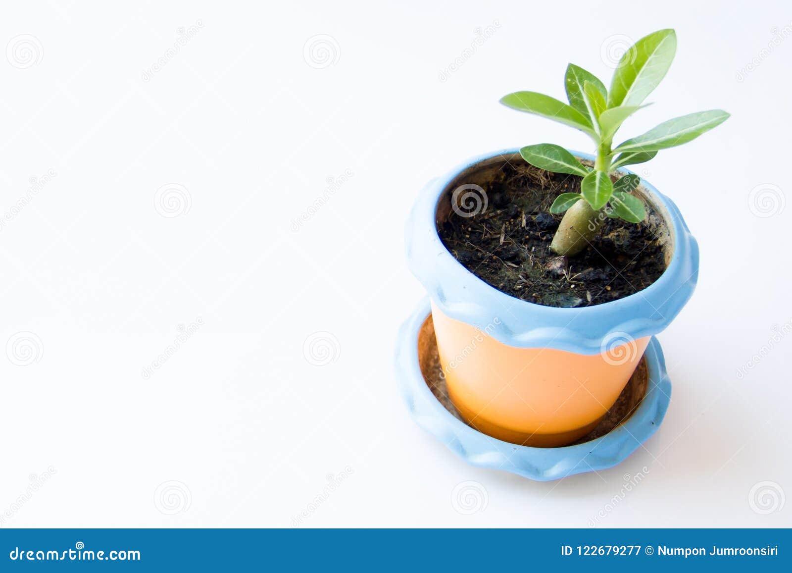 Adenium in a Pot on a White Background Stock Image - Image of natural ...