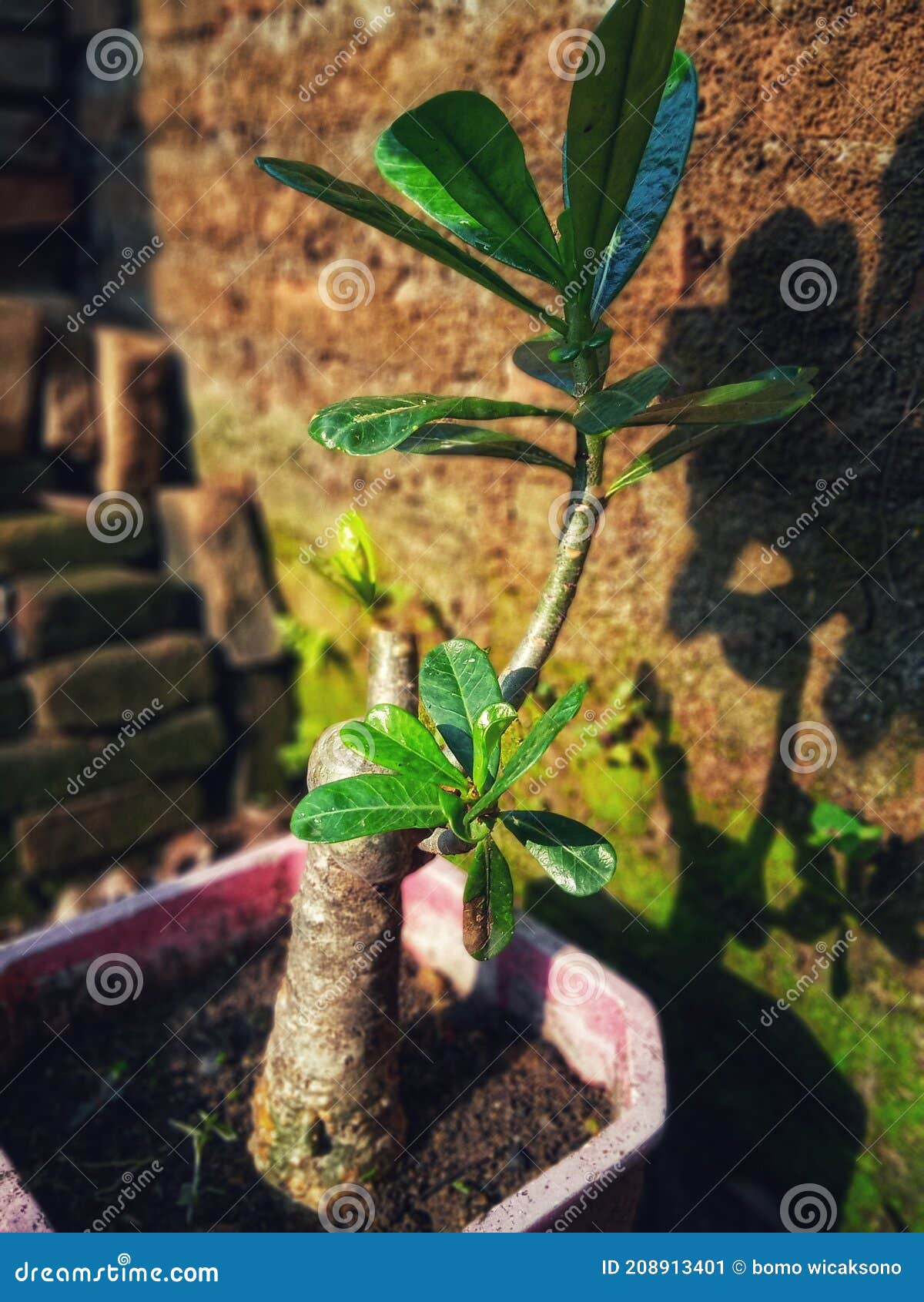 Adenium after pruning stock image. Image of green, plant - 208913401