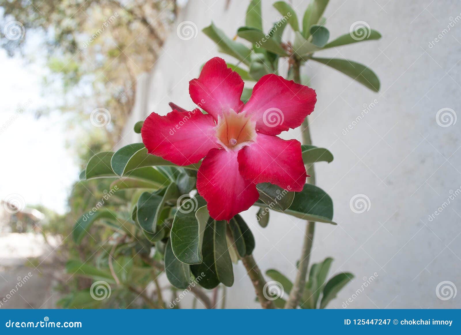 Adenium red stock image. Image of adenium, bright, refreshing - 125447247