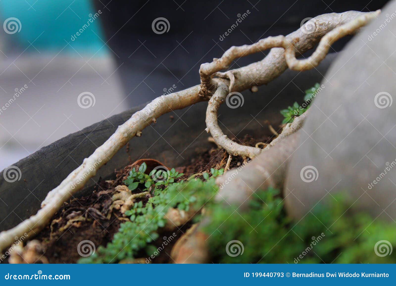 Adenium Root Plant - Adenium Obesum Stock Image - Image of tree, spring ...
