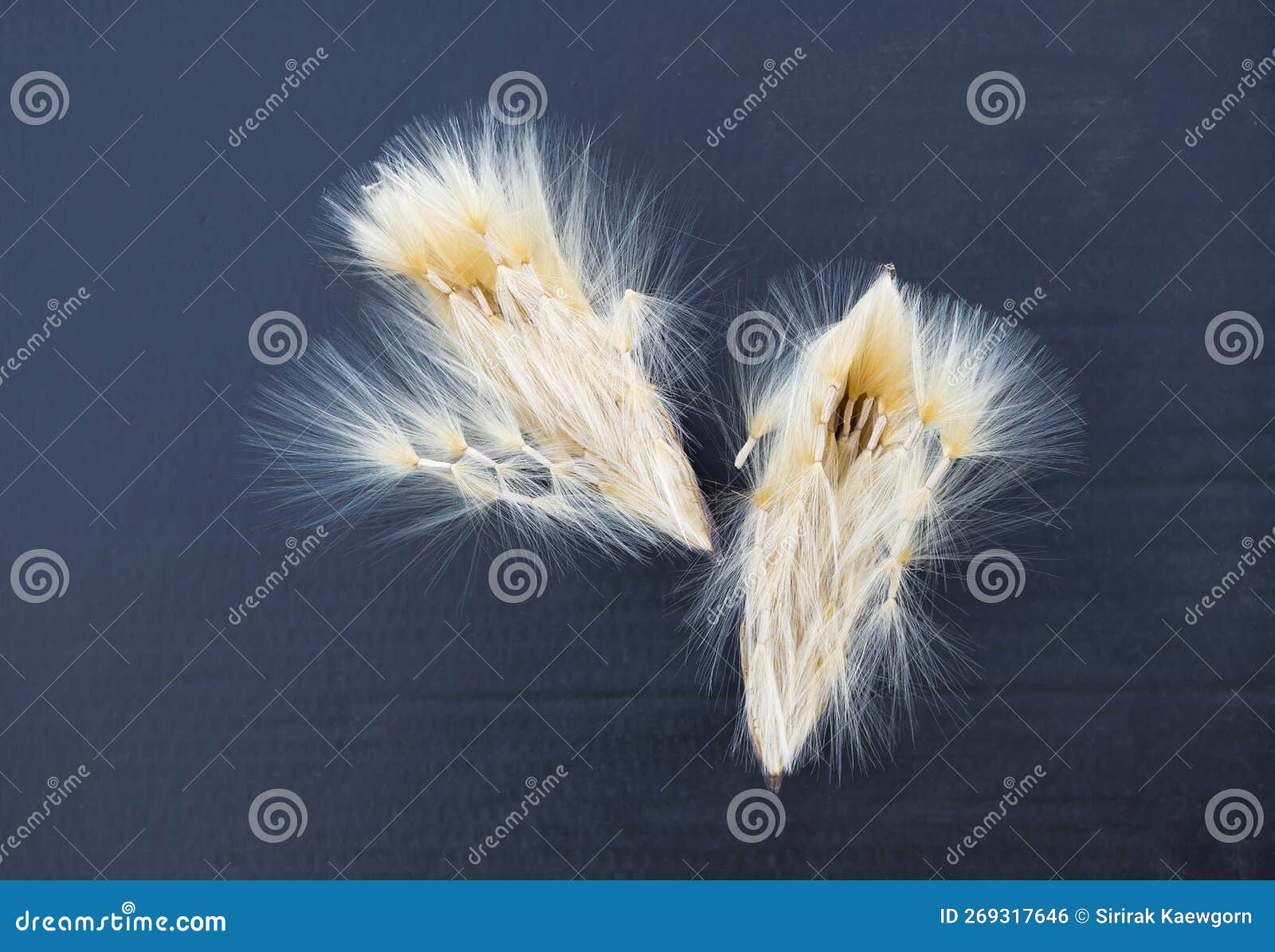 Adenium Seed Pod on Black Background Stock Photo - Image of seed, rose ...