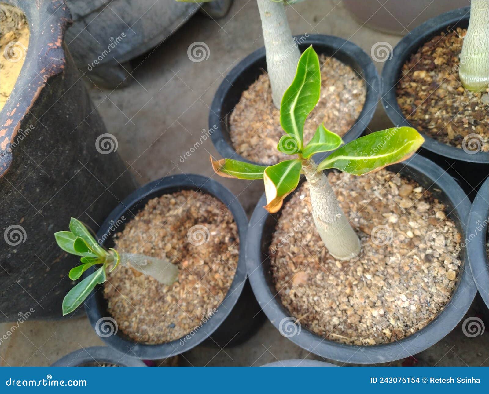 Adenium Seedlings in the Pot Stock Photo - Image of crop, flower: 243076154