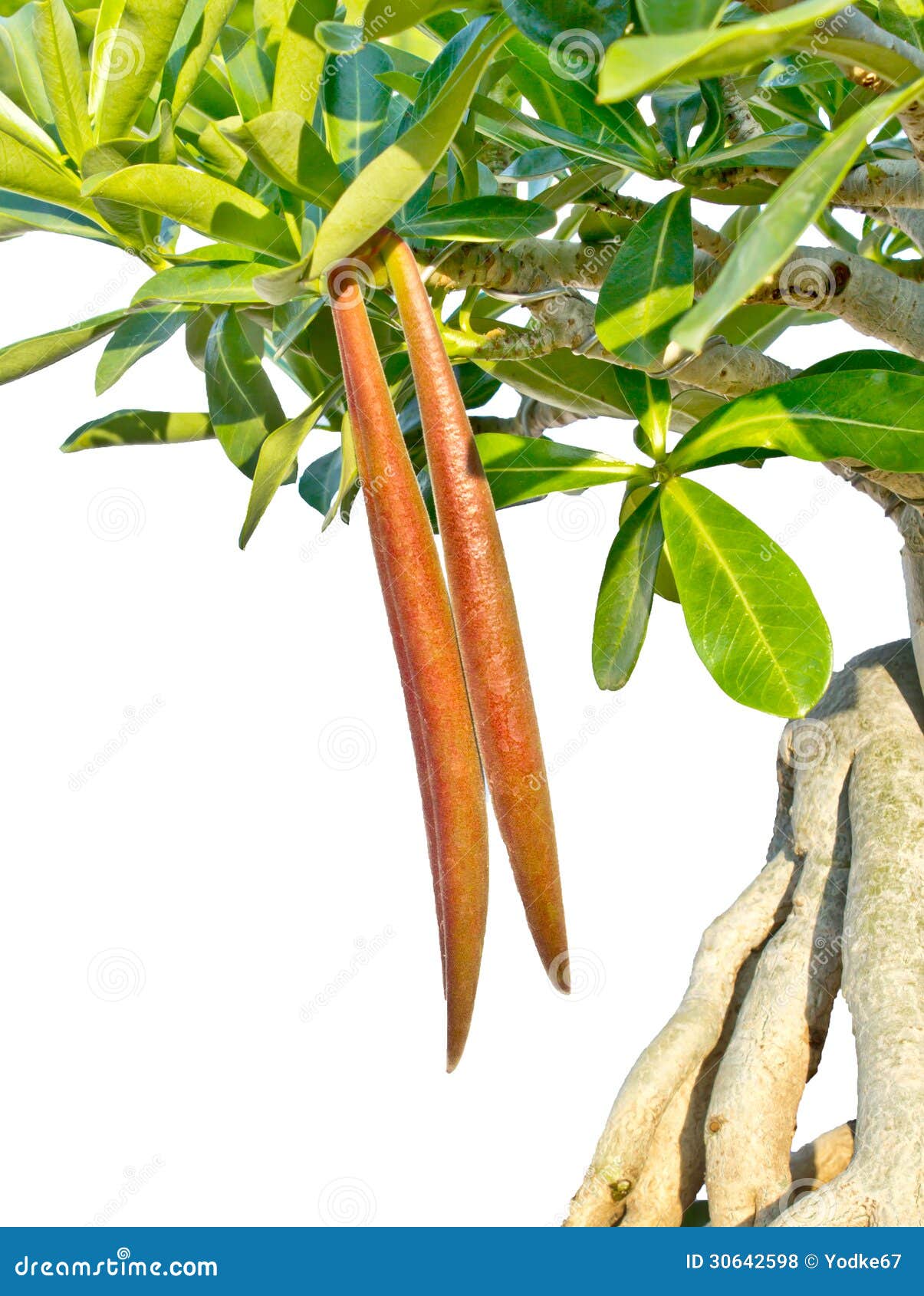 Adenium seeds stock photo. Image of isolated, flora, botany - 30642598