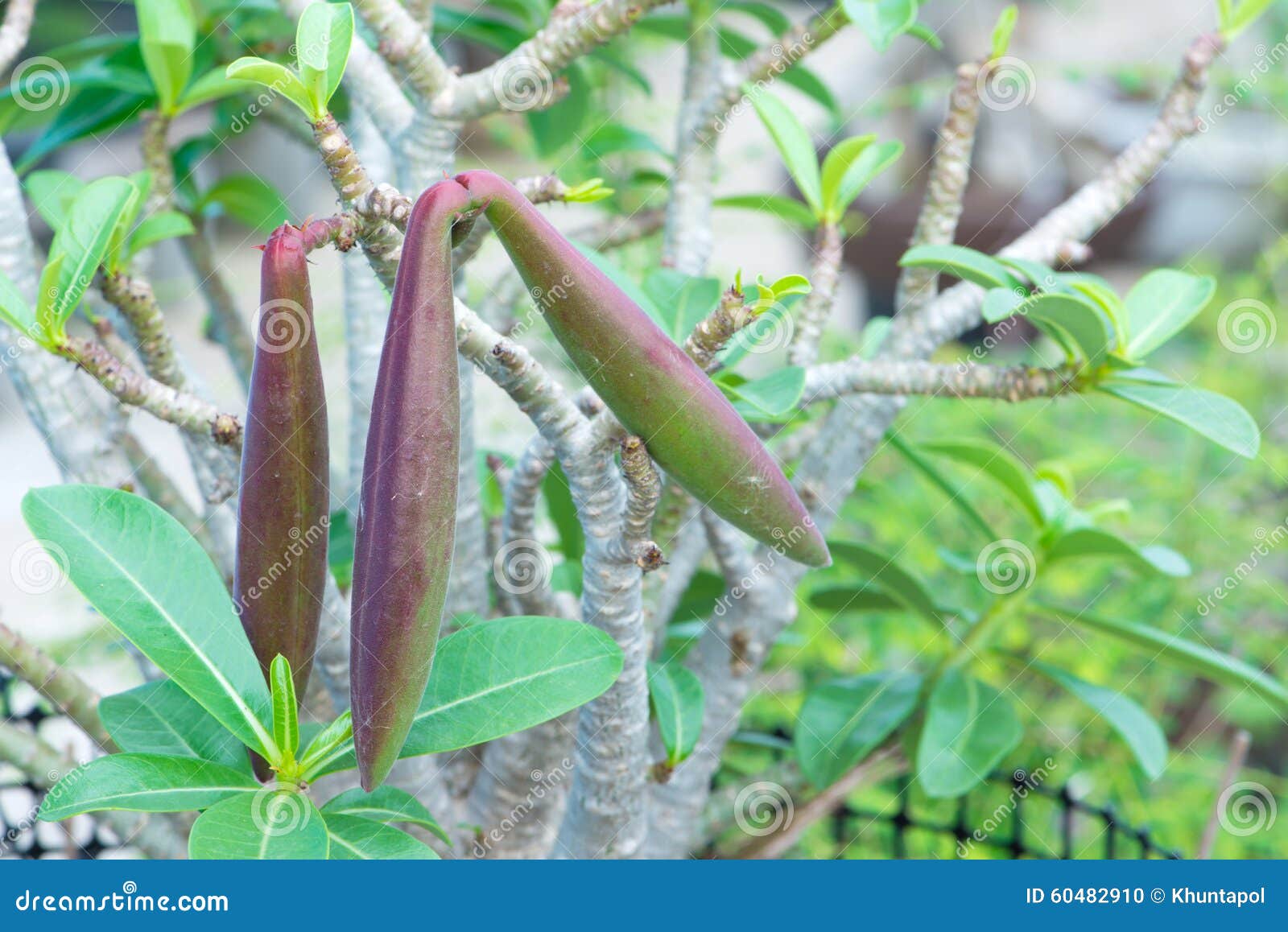 Adenium Seeds from the Pods Stock Photo - Image of fresh, houseplant ...