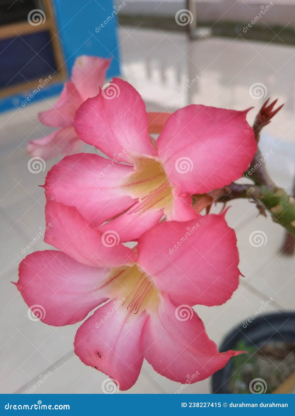 Adenium Tree with Red Color Flowers Stock Image - Image of flower ...