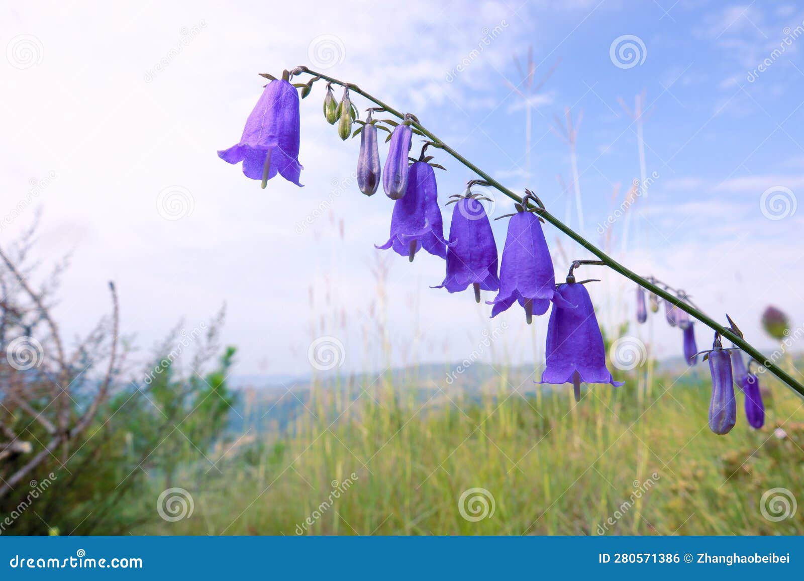 Adenophora stricta stock photo. Image of blue, adenophora - 280571386
