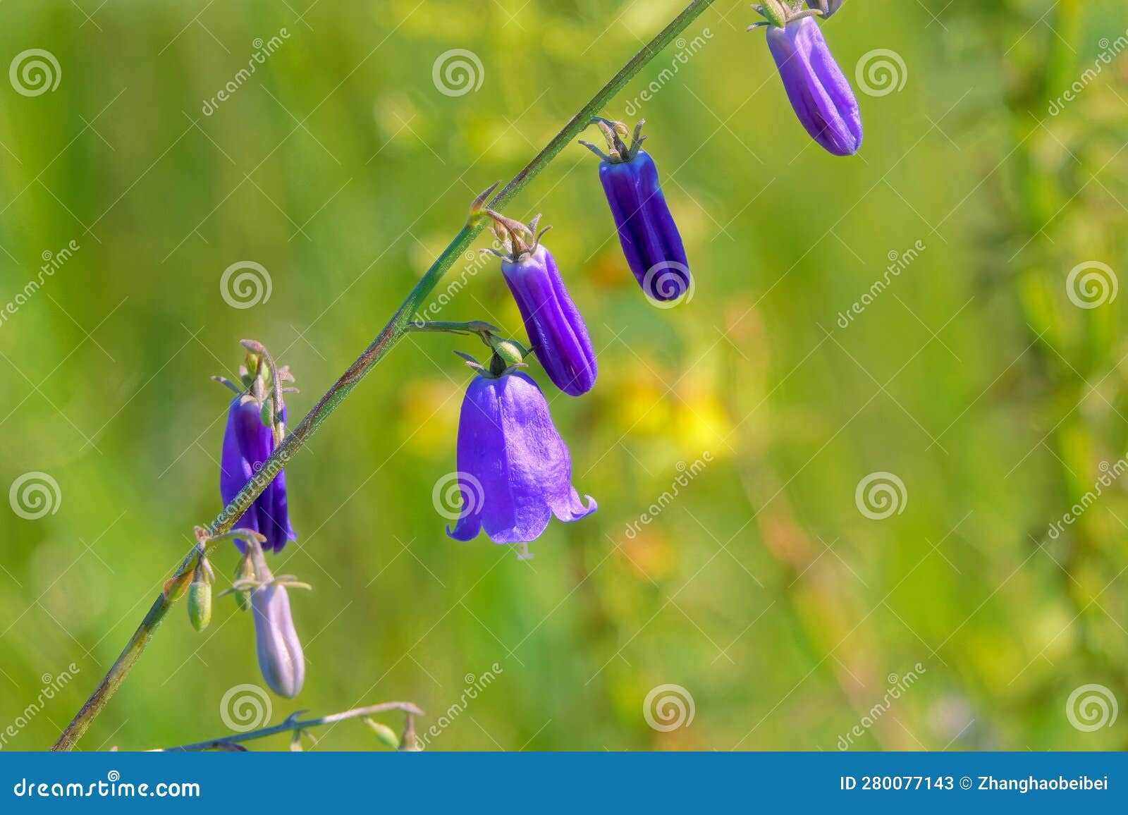 Adenophora stricta stock image. Image of close, flowers - 280077143