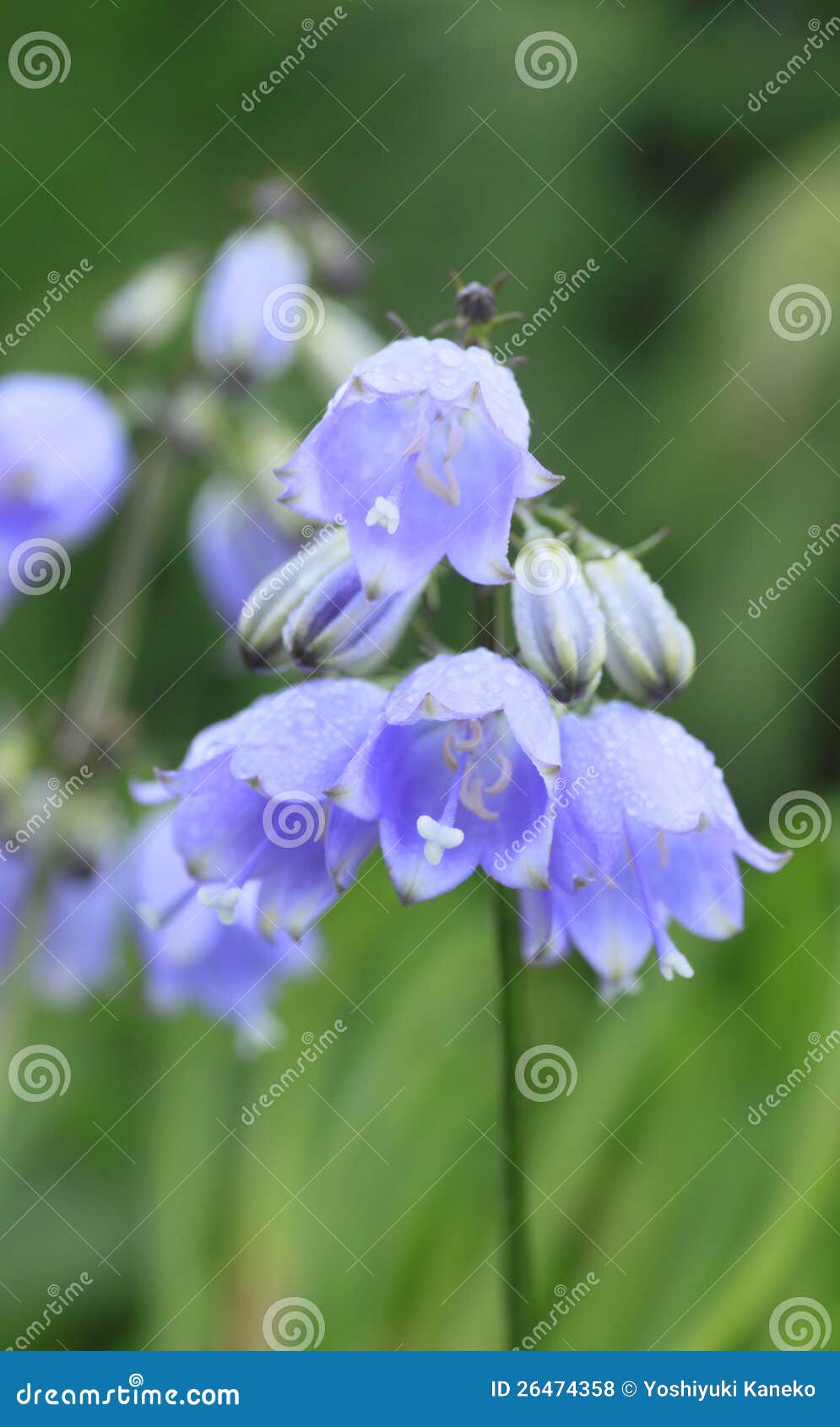 Adenophora Triphylla Var. Japonica Stock Photo - Image of triphylla ...