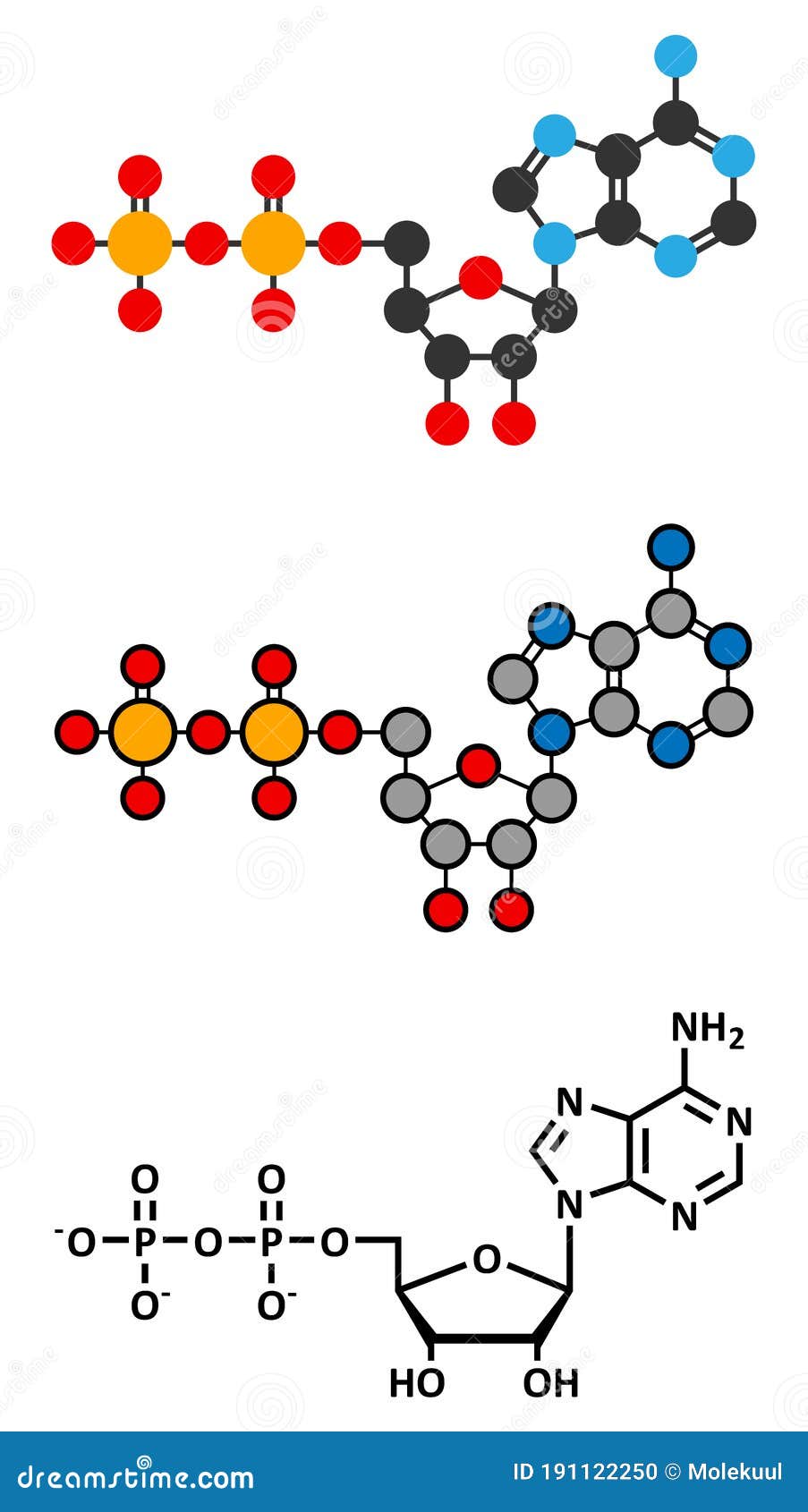 Adenosine Diphosphate (ADP) Molecule. Plays Essential Role in Energy ...