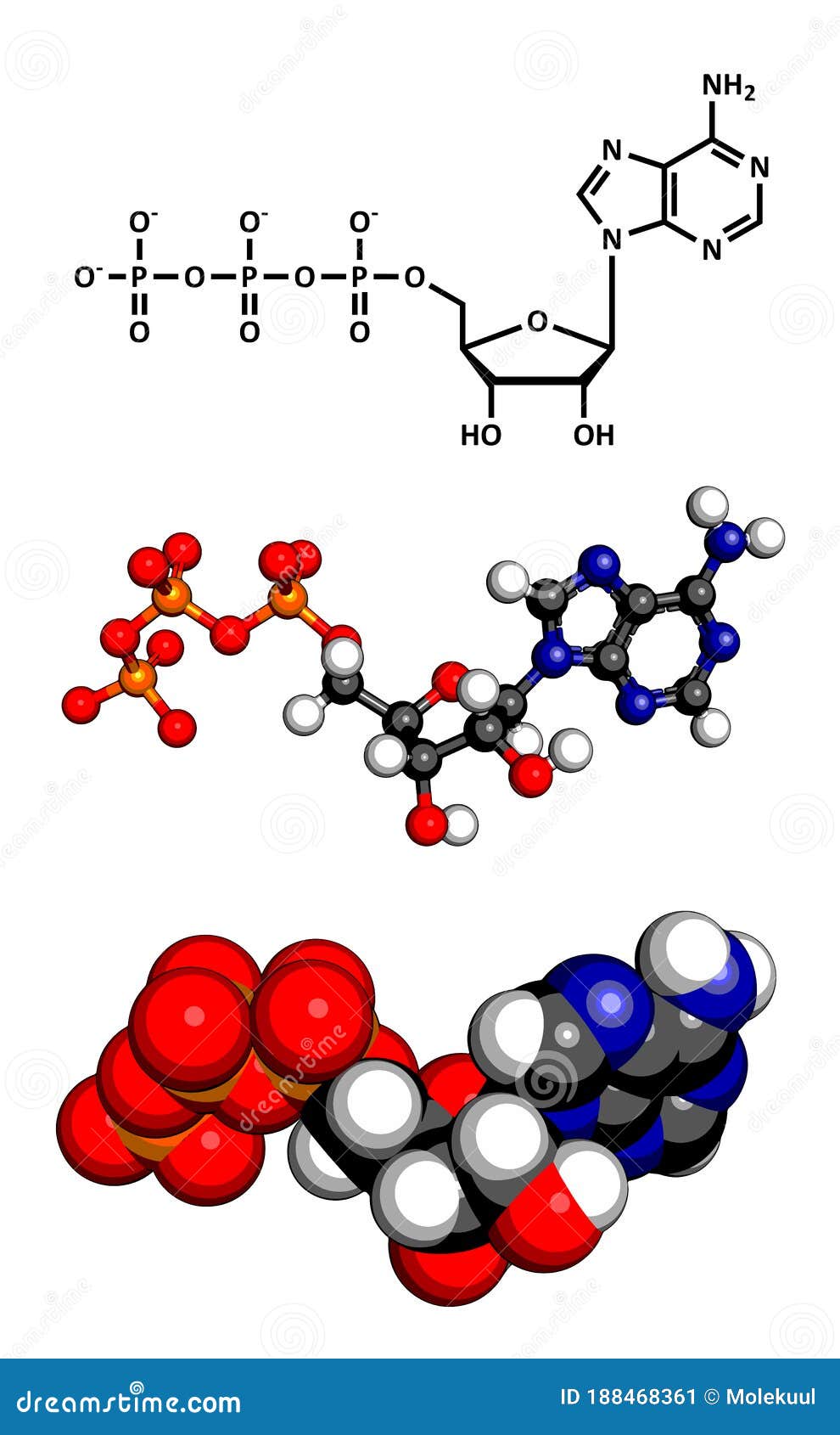 Where Is The Energy Located In The Atp Molecule