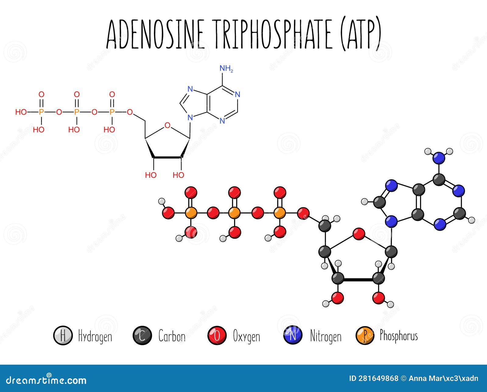 Adenosine Triphosphate, ATP, Molecular Structure Vector Illustration ... Adenosine Triphosphate, ATP, Molecular Structure Vector Illustration ...