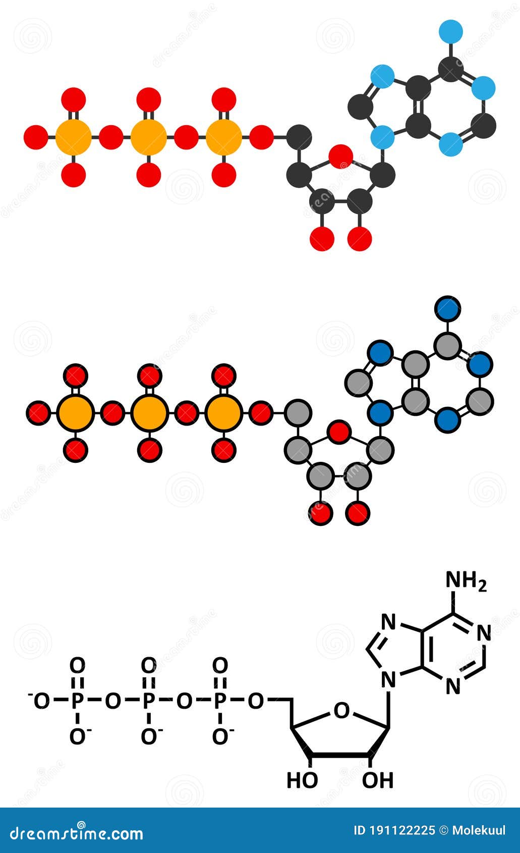 Adenosine Triphosphate (ATP) Molecule. Functions As Neurotransmitter ...