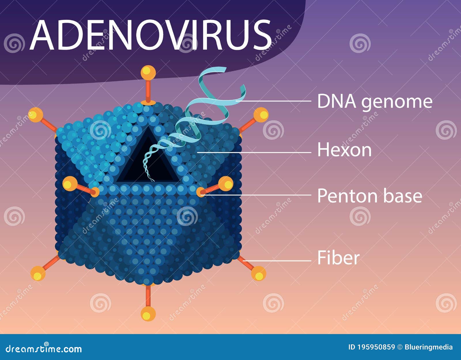Structure Of Adenovirus. Vector Diagram | CartoonDealer.com #34731829 Structure Of Adenovirus. Vector Diagram | CartoonDealer.com #34731829