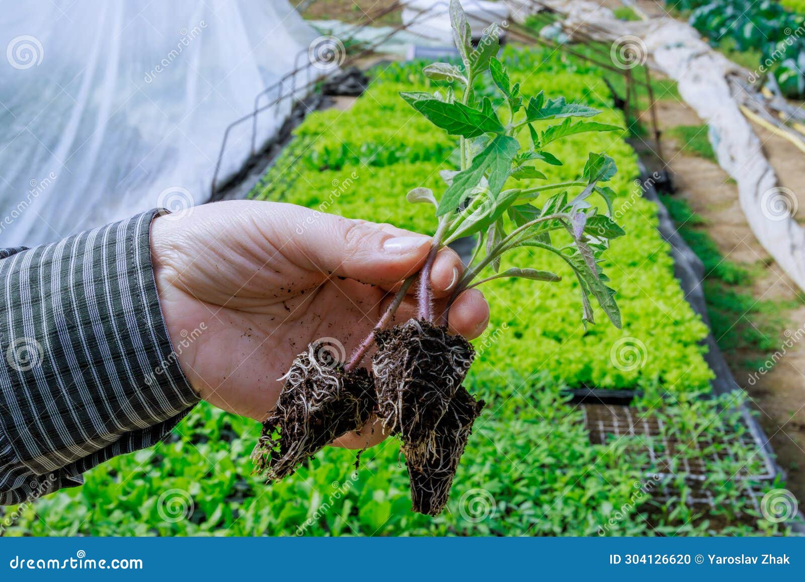 Adequate Root Development in Seedlings Contributes To Their Resilience ...