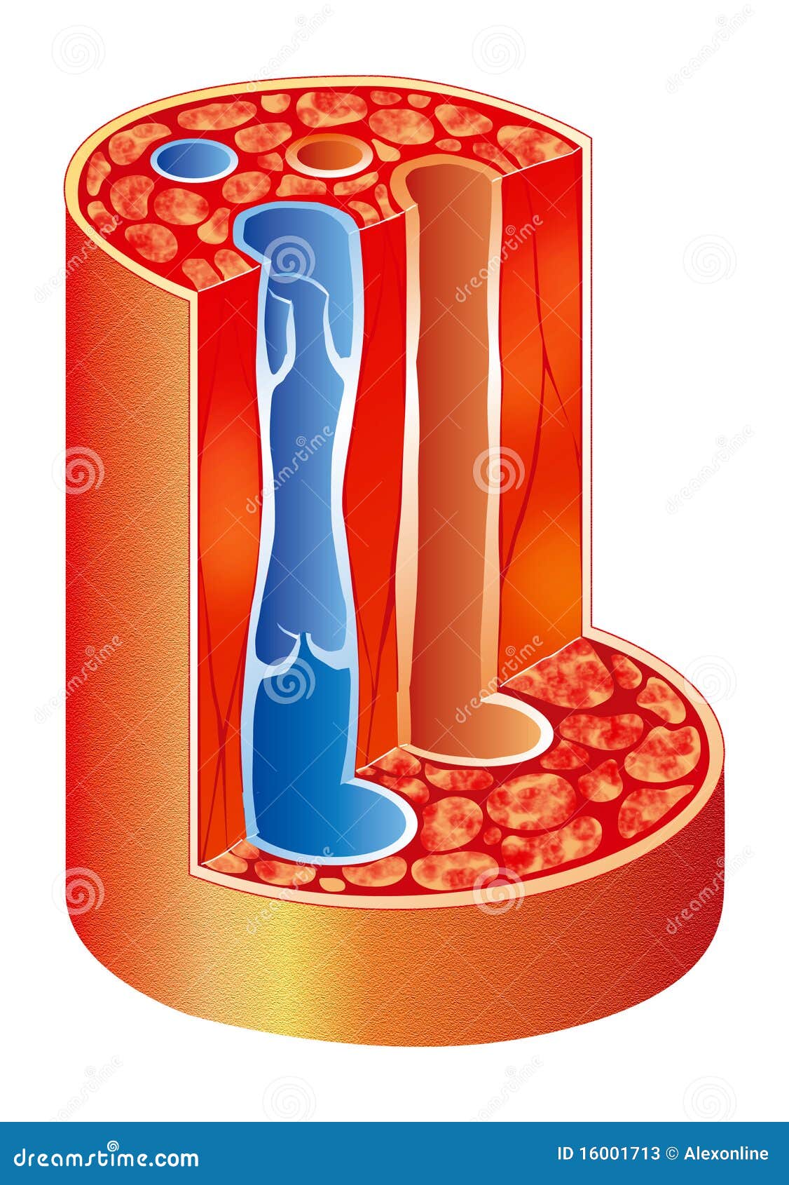 Ader und eine Arterie stock abbildung. Illustration von sehnen - 16001713
