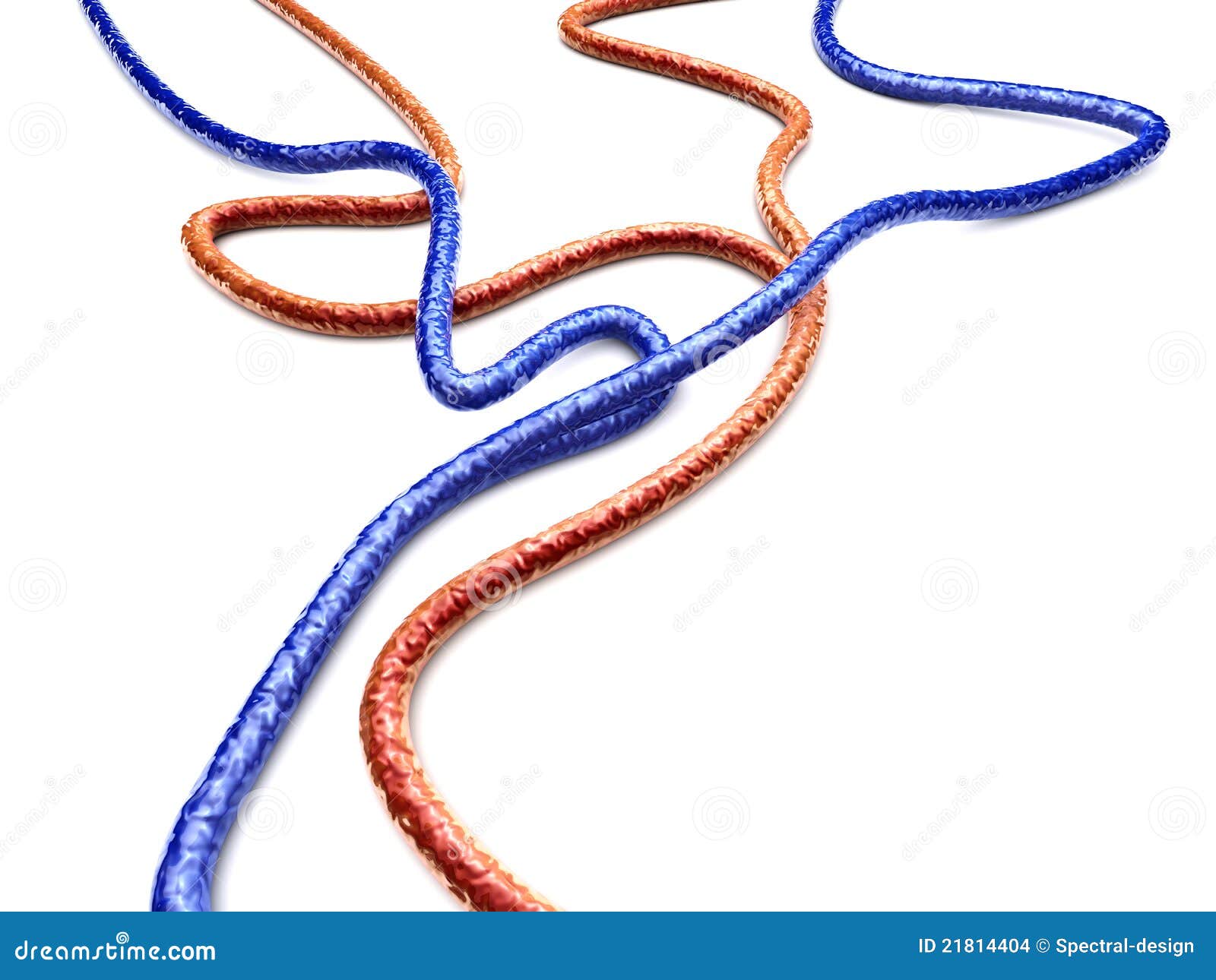 Aders en Slagaders stock illustratie. Illustration of anatomie - 21814404