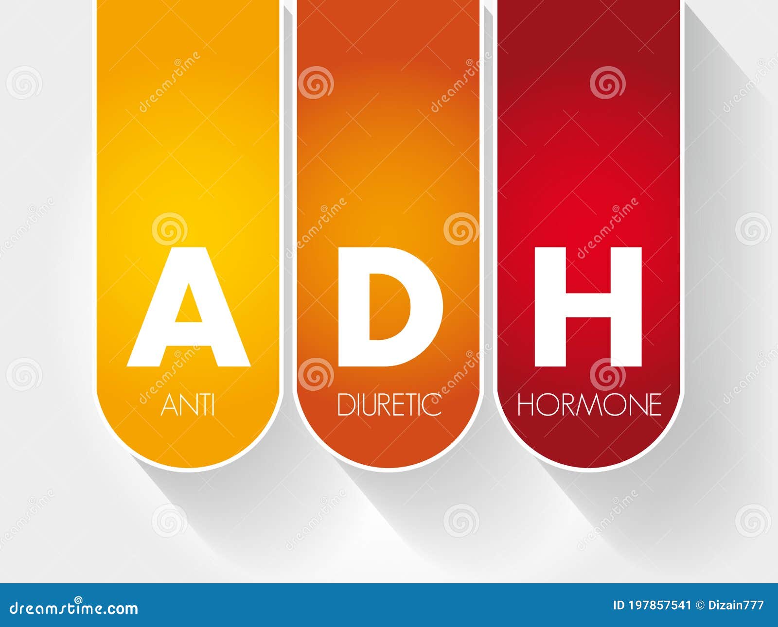 ADH - Antidiuretic Hormone Acronym, Concept Background Royalty-Free ...