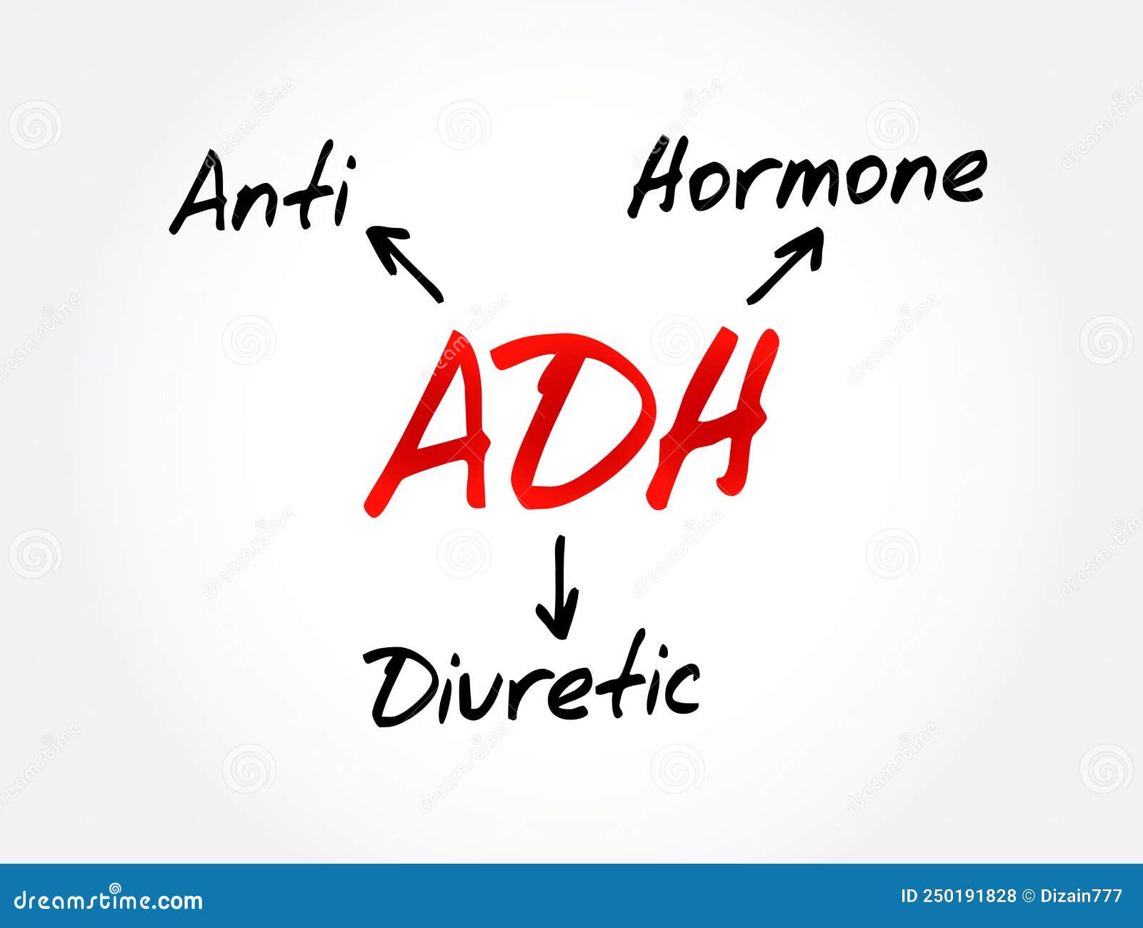 ADH - Antidiuretic Hormone Acronym, Concept Background Stock Photo ...