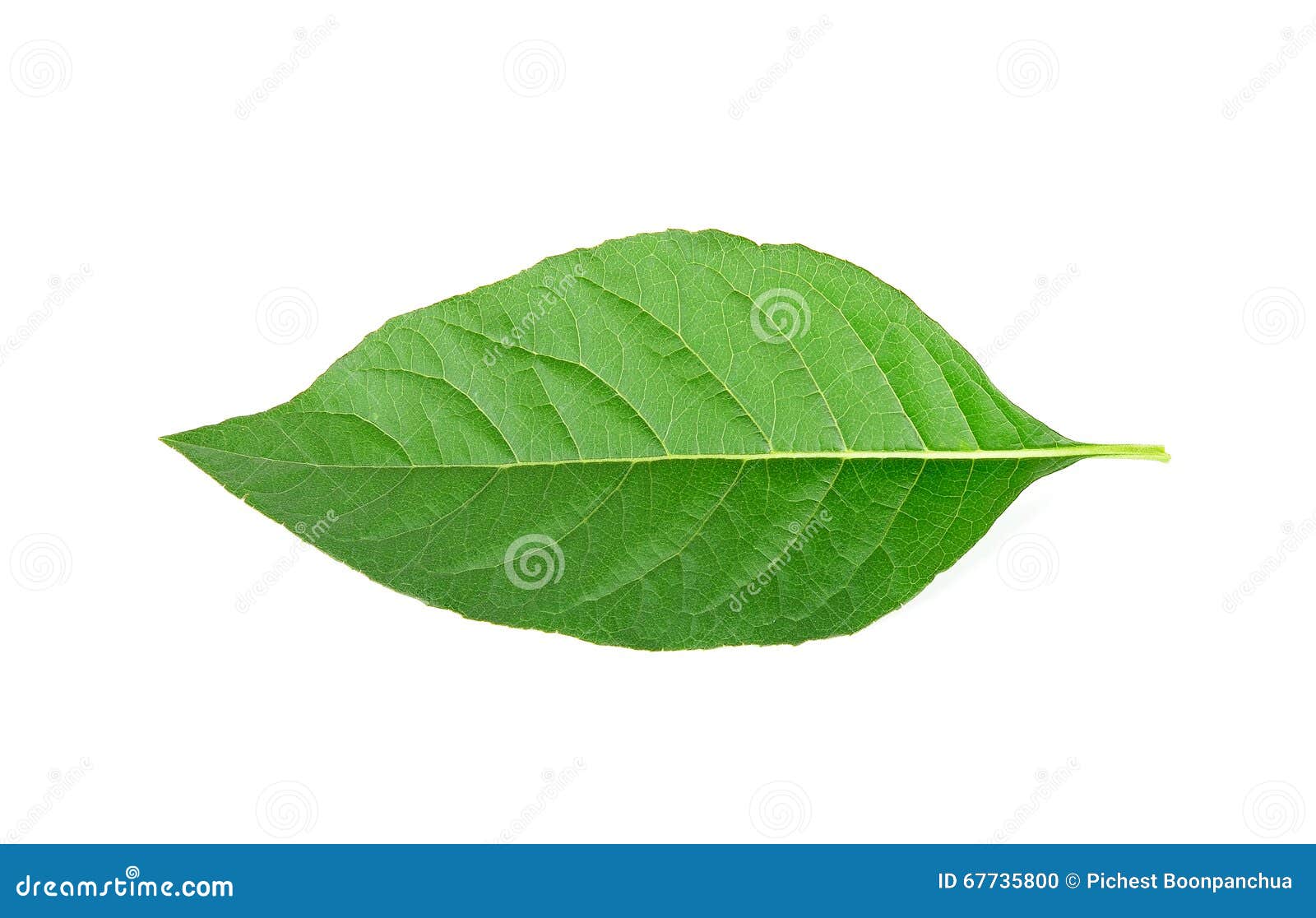 Adhatoda Vasica or Medicinal Basak Leaf Isolated on White Stock Photo ...