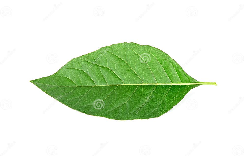 Adhatoda Vasica or Medicinal Basak Leaf Isolated on White Stock Photo ...