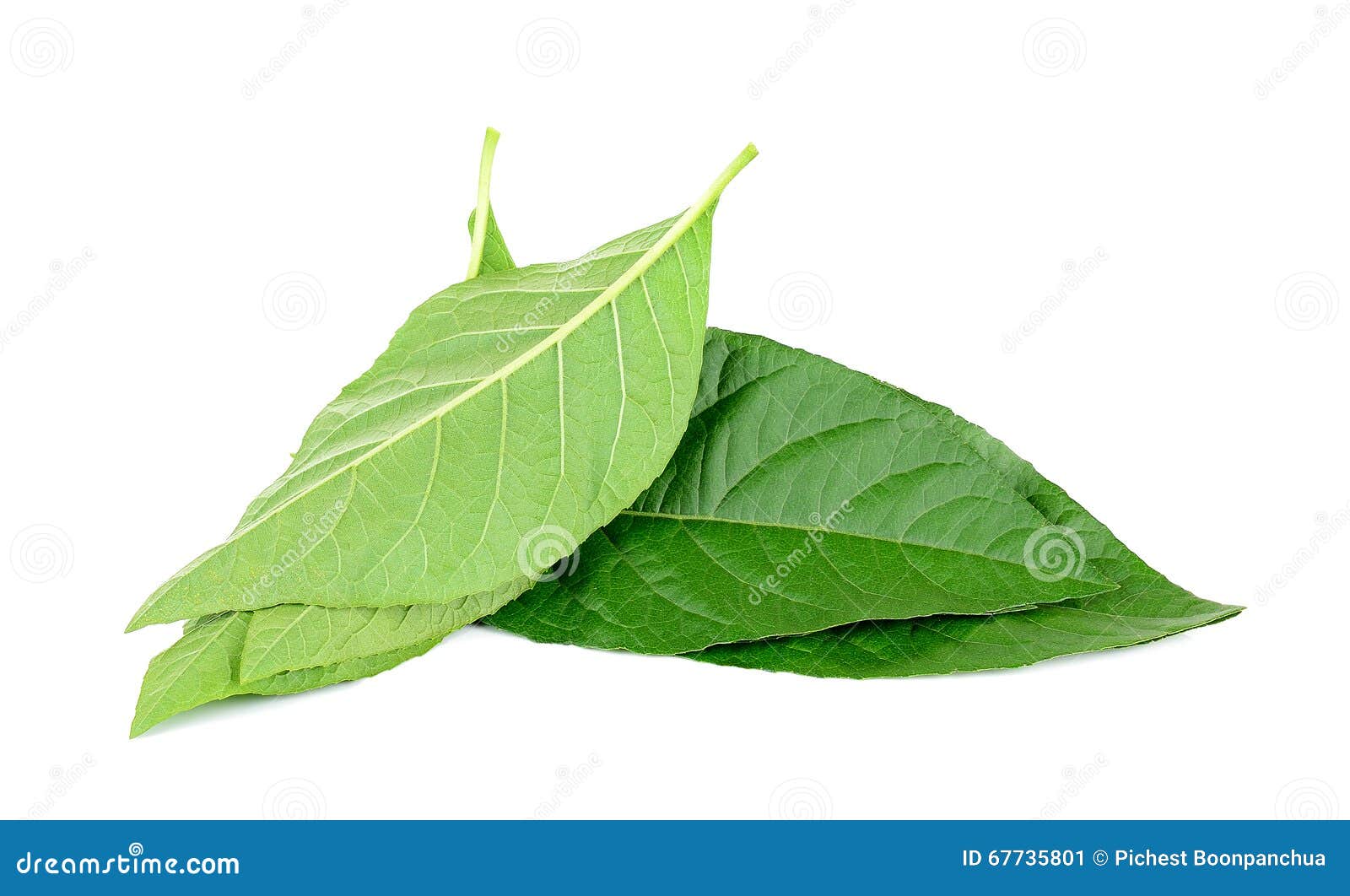 Dry Adhatoda Vasica Or Medicinal Basak Leaf. Adulsa Plant Also Called ...