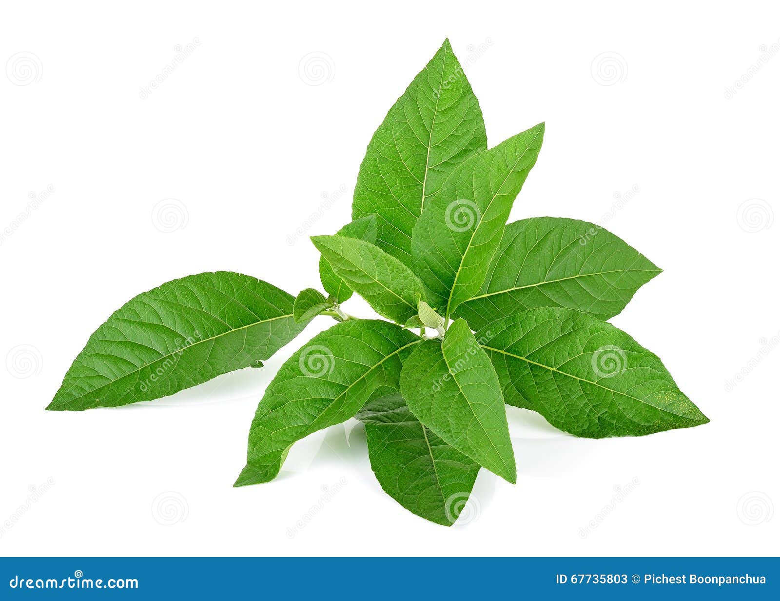 Adhatoda Vasica Or Basak Leaf Stock Photography | CartoonDealer.com ...