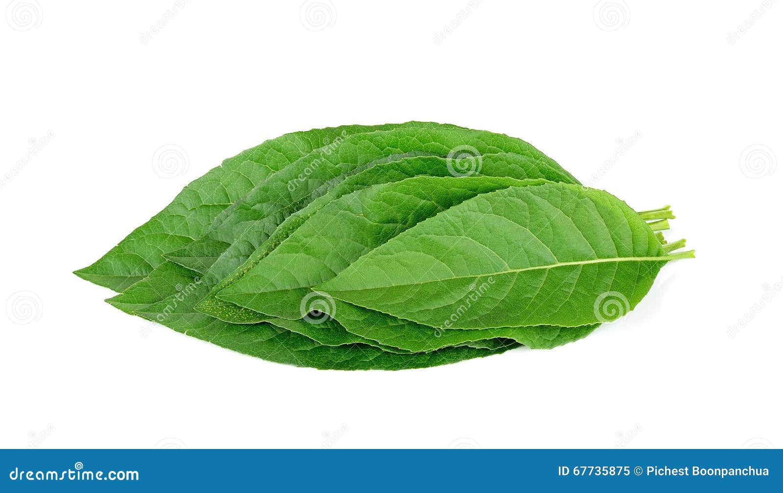 Adhatoda Vasica Or Medicinal Basak Leaves Royalty-Free Stock ...