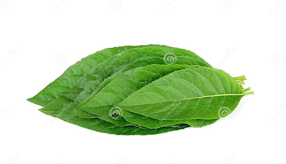 Adhatoda Vasica or Medicinal Basak Leaf Isolated on White Stock Image ...