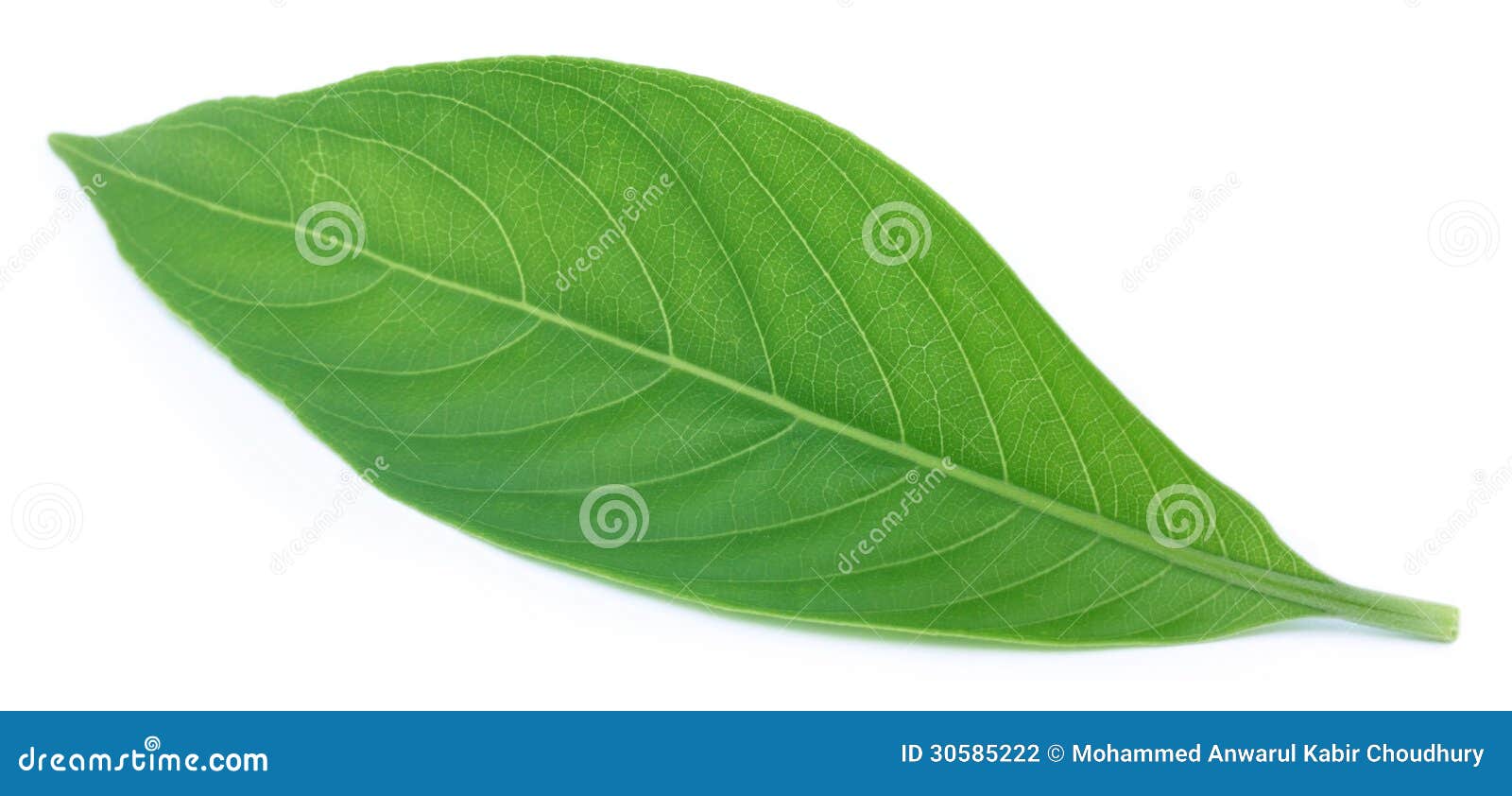 Dry Adhatoda Vasica Or Medicinal Basak Leaf. Adulsa Plant Also Called ...