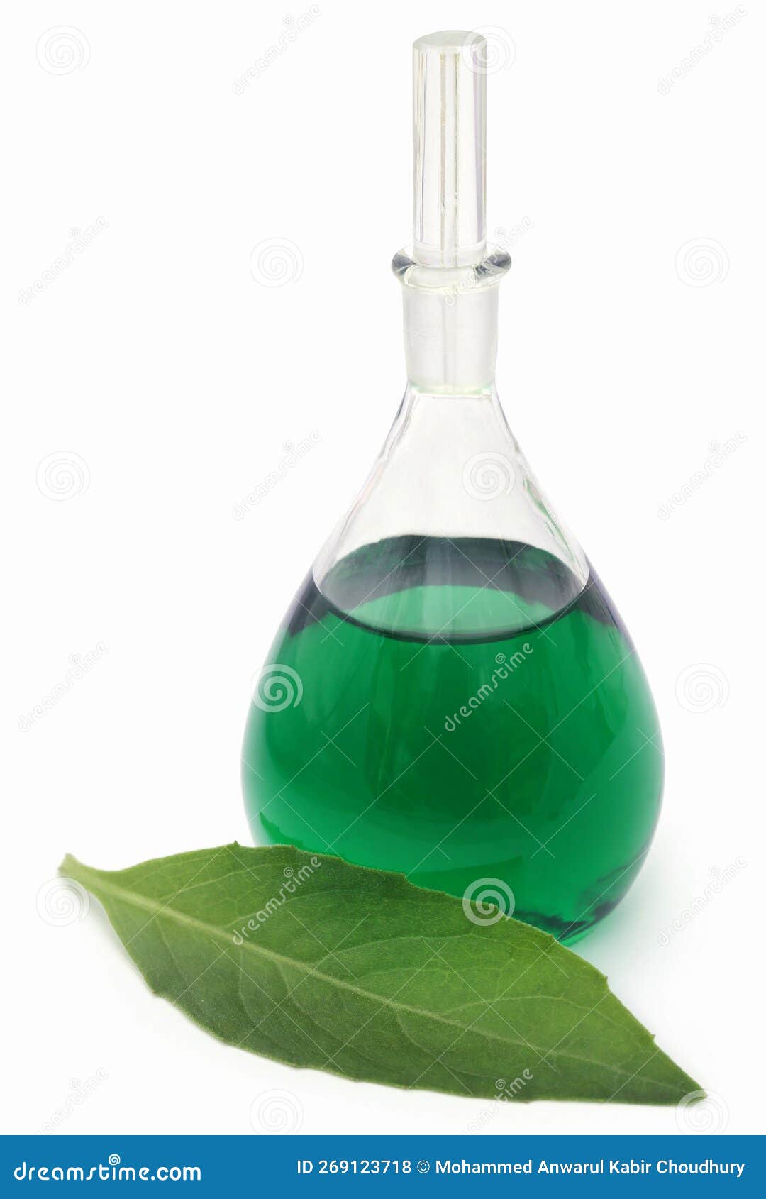 Dry Adhatoda Vasica Or Medicinal Basak Leaf. Adulsa Plant Also Called ...