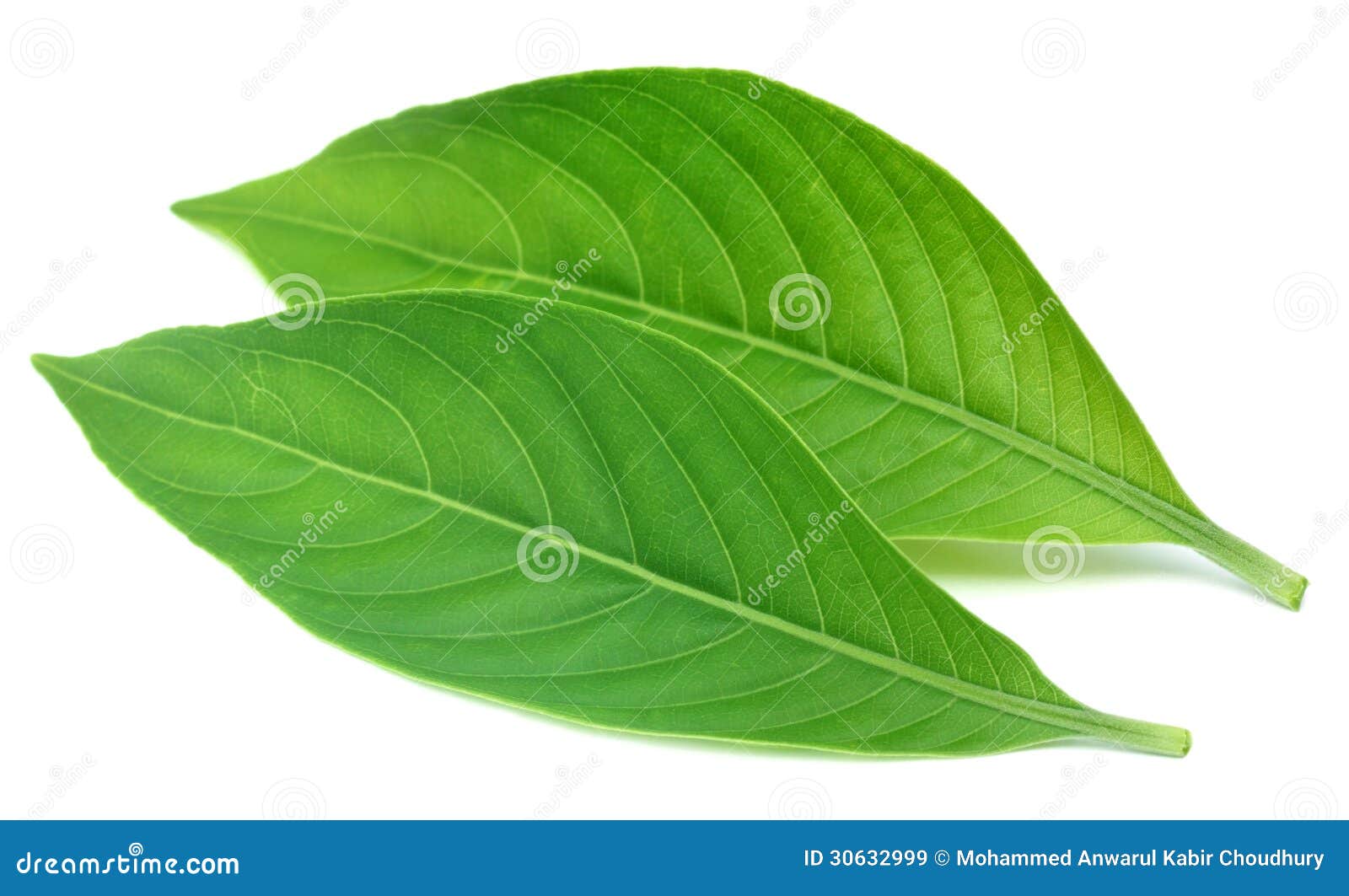 Adhatoda Vasica or Medicinal Basak Leaves Stock Image - Image of ...