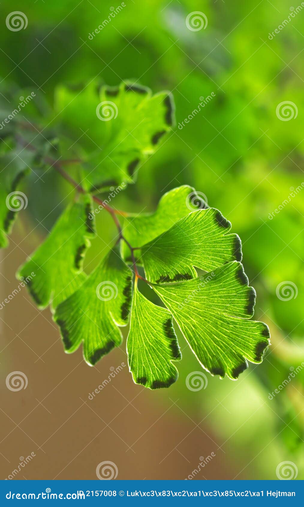 Adiantum Picture. Image: 2157008