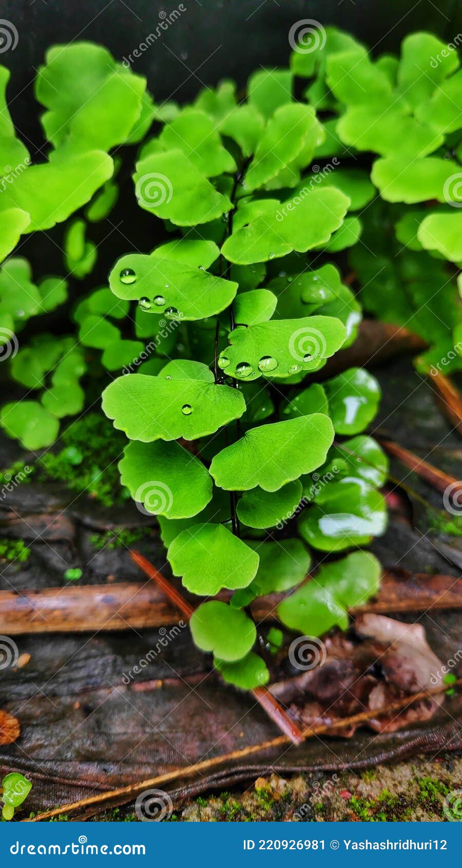 Adiantum Capillus-veneris Plant. Stock Image - Image of veneris, water ...