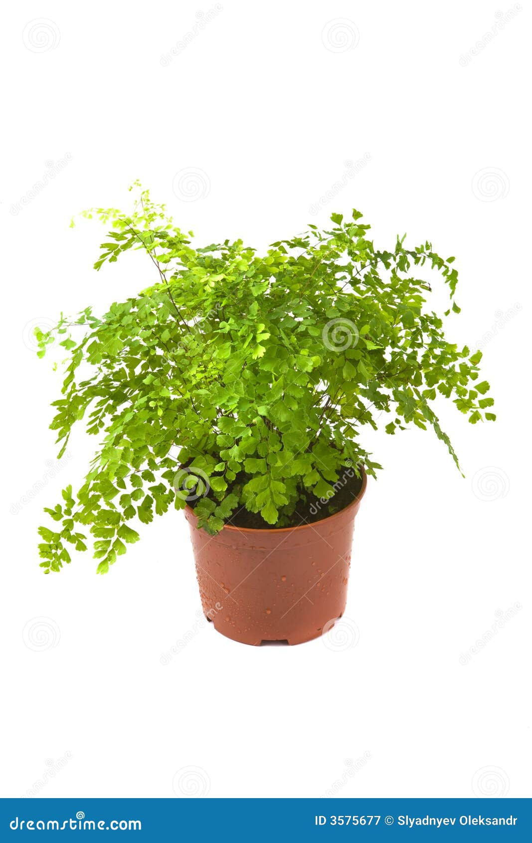 Adiantum Fragrans stock image. Image of floral, flora - 3575677