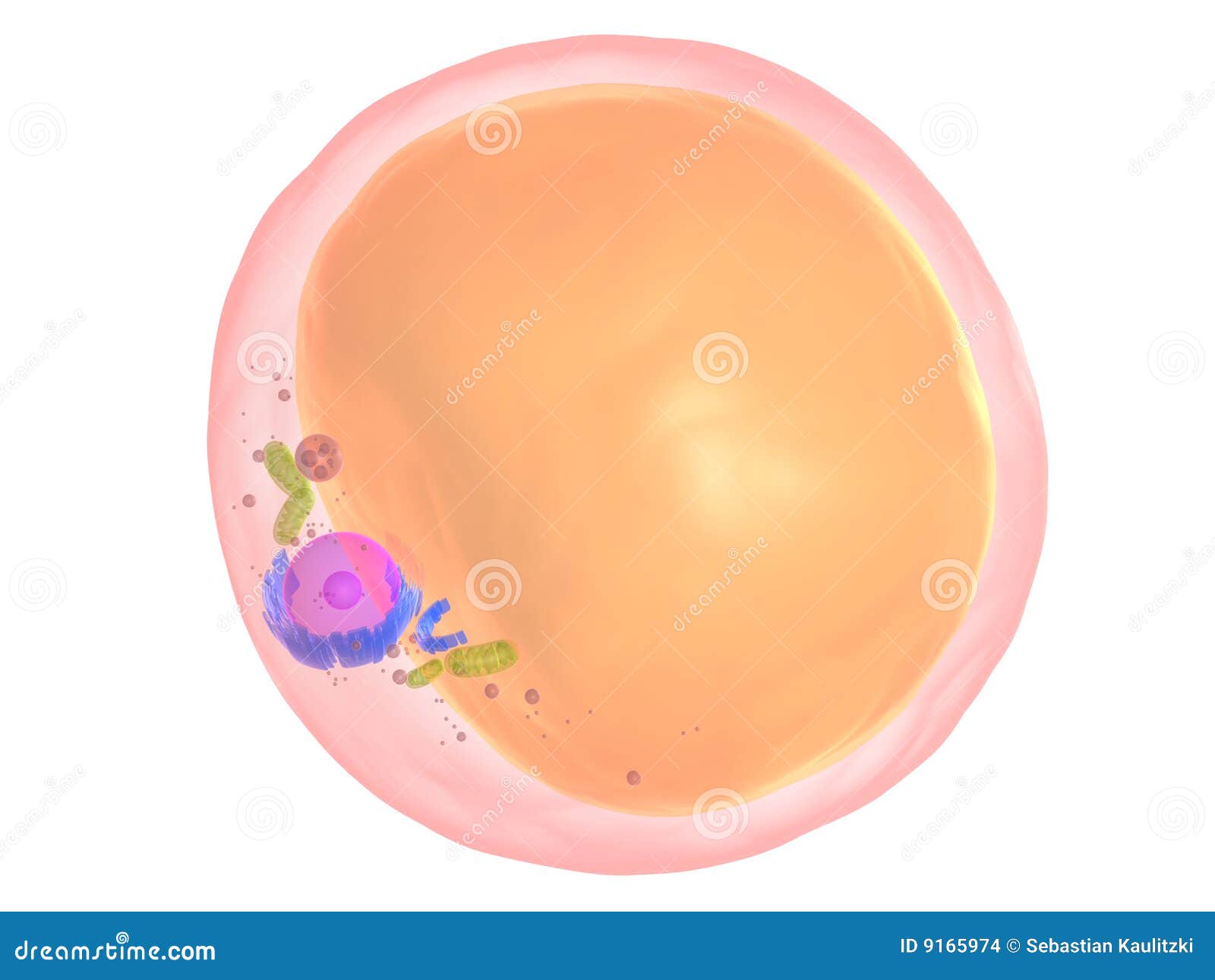 Adipocyte illustration stock. Illustration du cellule - 9165974