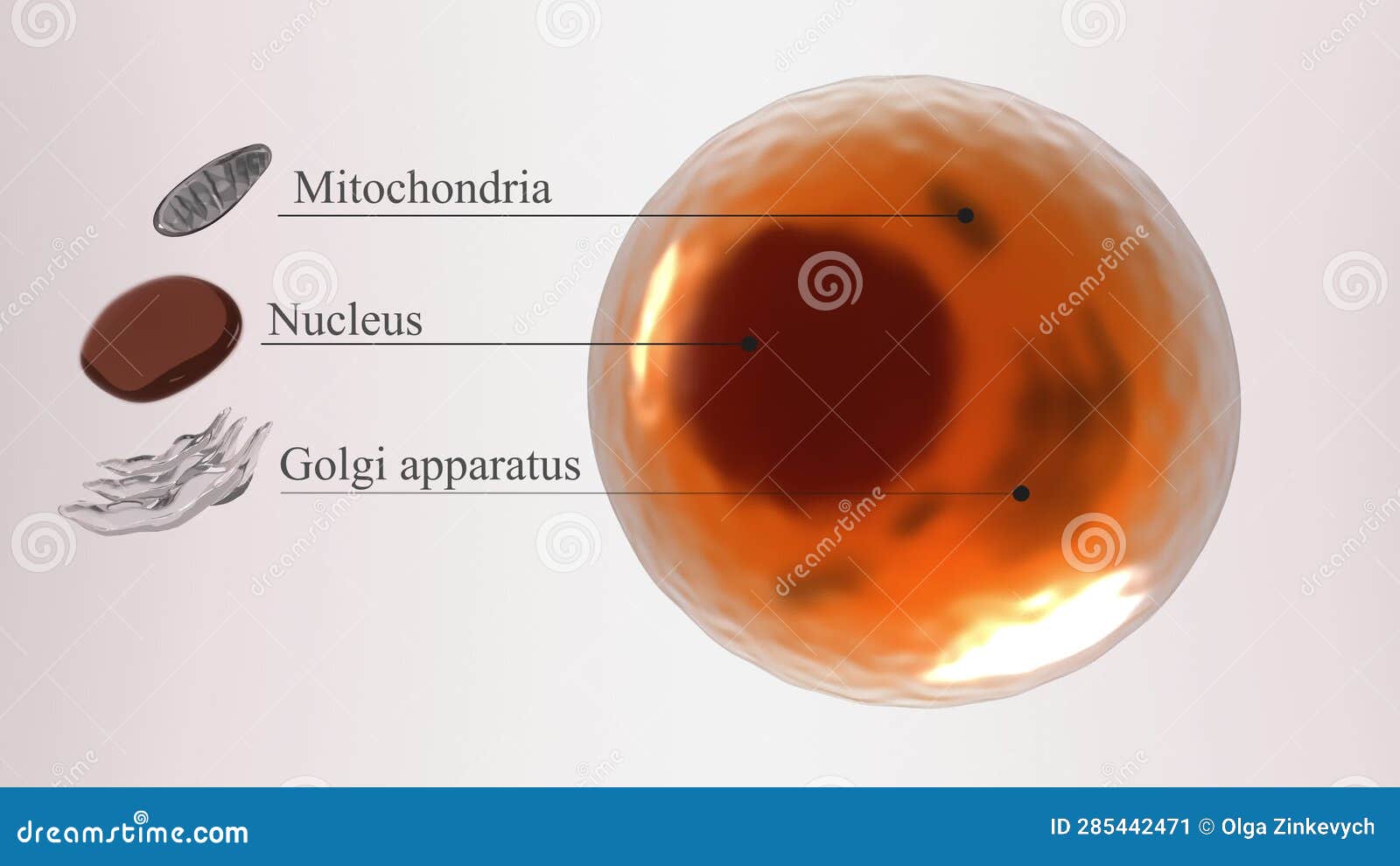 Adipocyte Structural Elements 3d Animation Stock Video - Video of ...