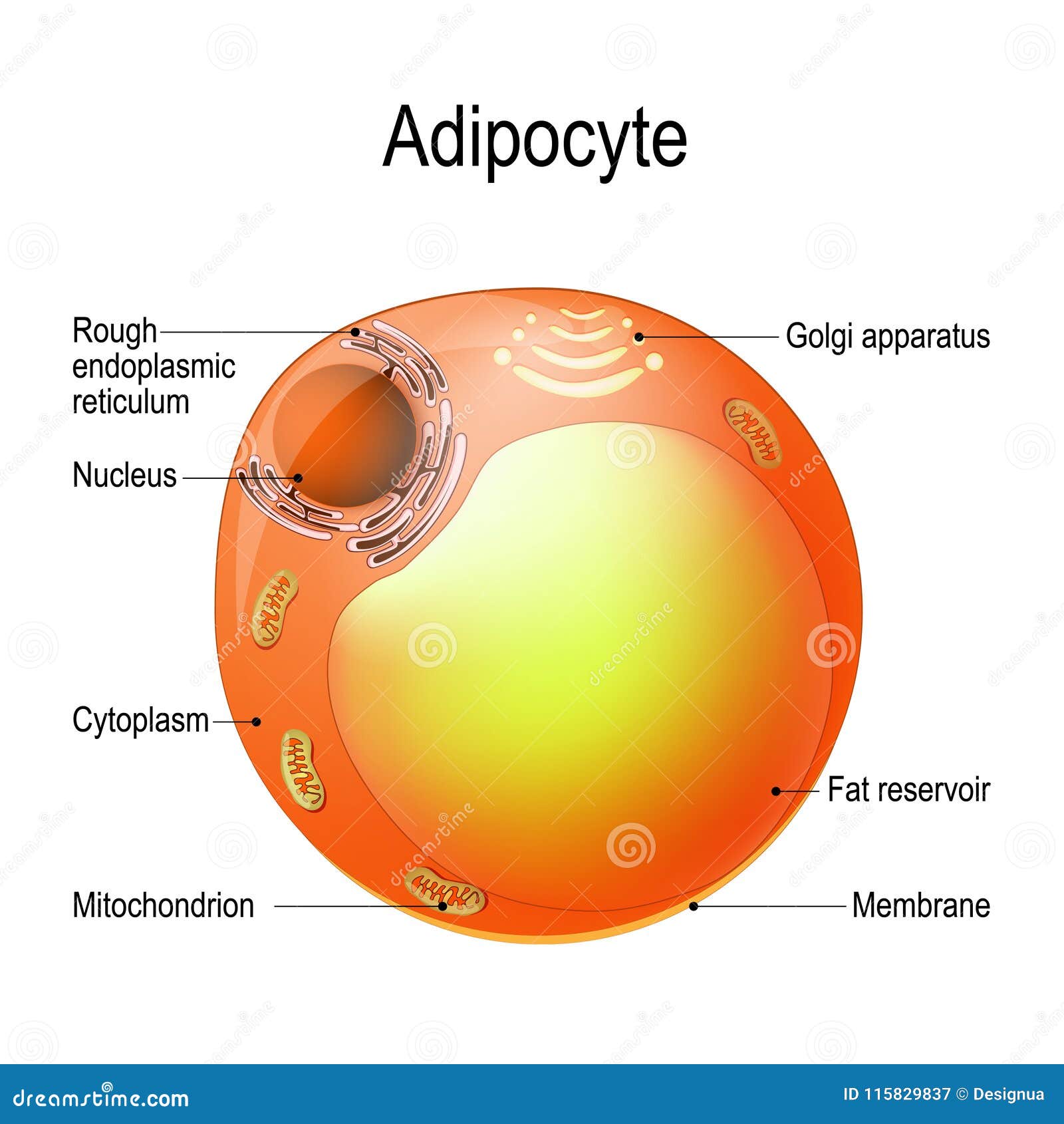 Adipocyte Struktur Einer Fettzelle Lipocyte Vektor Abbildung ...
