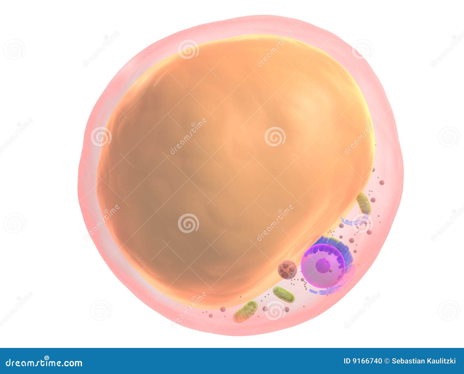 Adipocytes illustration stock. Illustration du cellulaire - 9166740