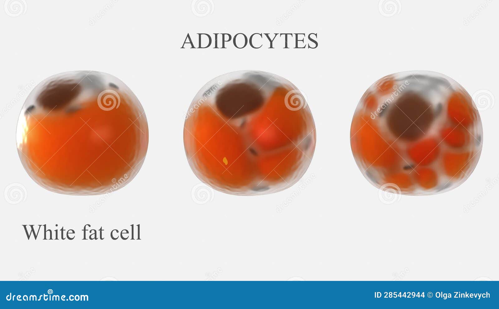 Types of Adipose Cells 3d Animation Stock Footage - Video of adipose ...