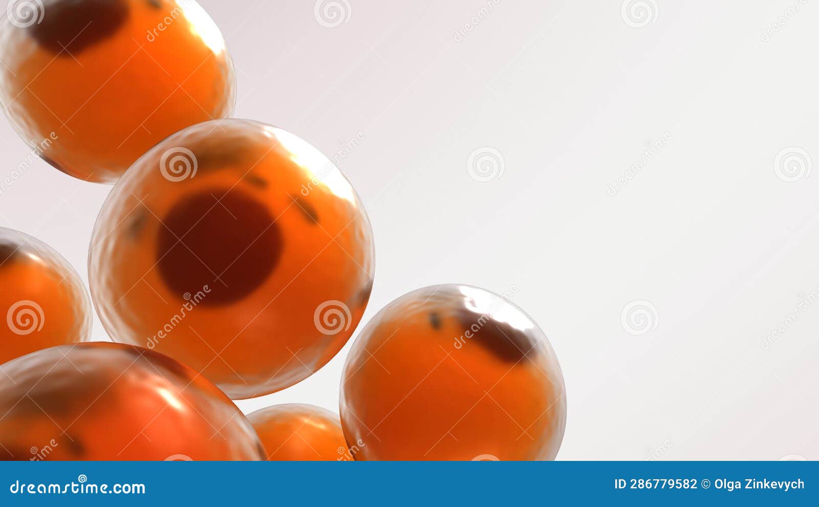 Adipocytes, Lipocytes And Fat Cells. Fat Cell Structure Vector ... Adipocytes, Lipocytes And Fat Cells. Fat Cell Structure Vector ...