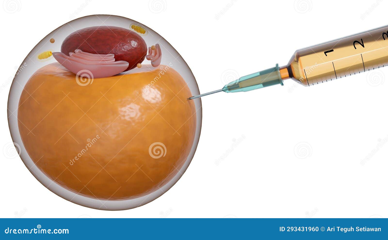 Adipocytes or Lipocytes or Fat Cells Injected by Medical Syringe Stock ... Adipocytes or Lipocytes or Fat Cells Injected by Medical Syringe Stock ...