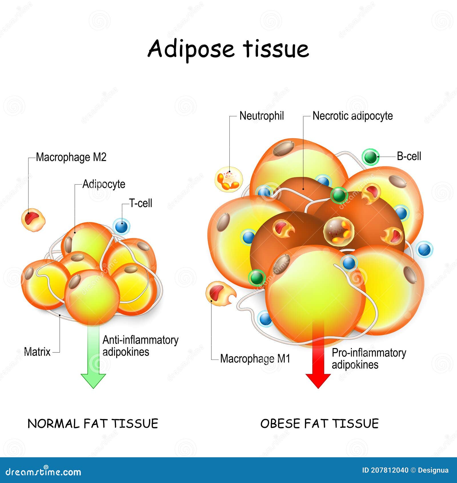 Adipocytes Obesity And Inflammation Normal And Obese Adipose Tissue