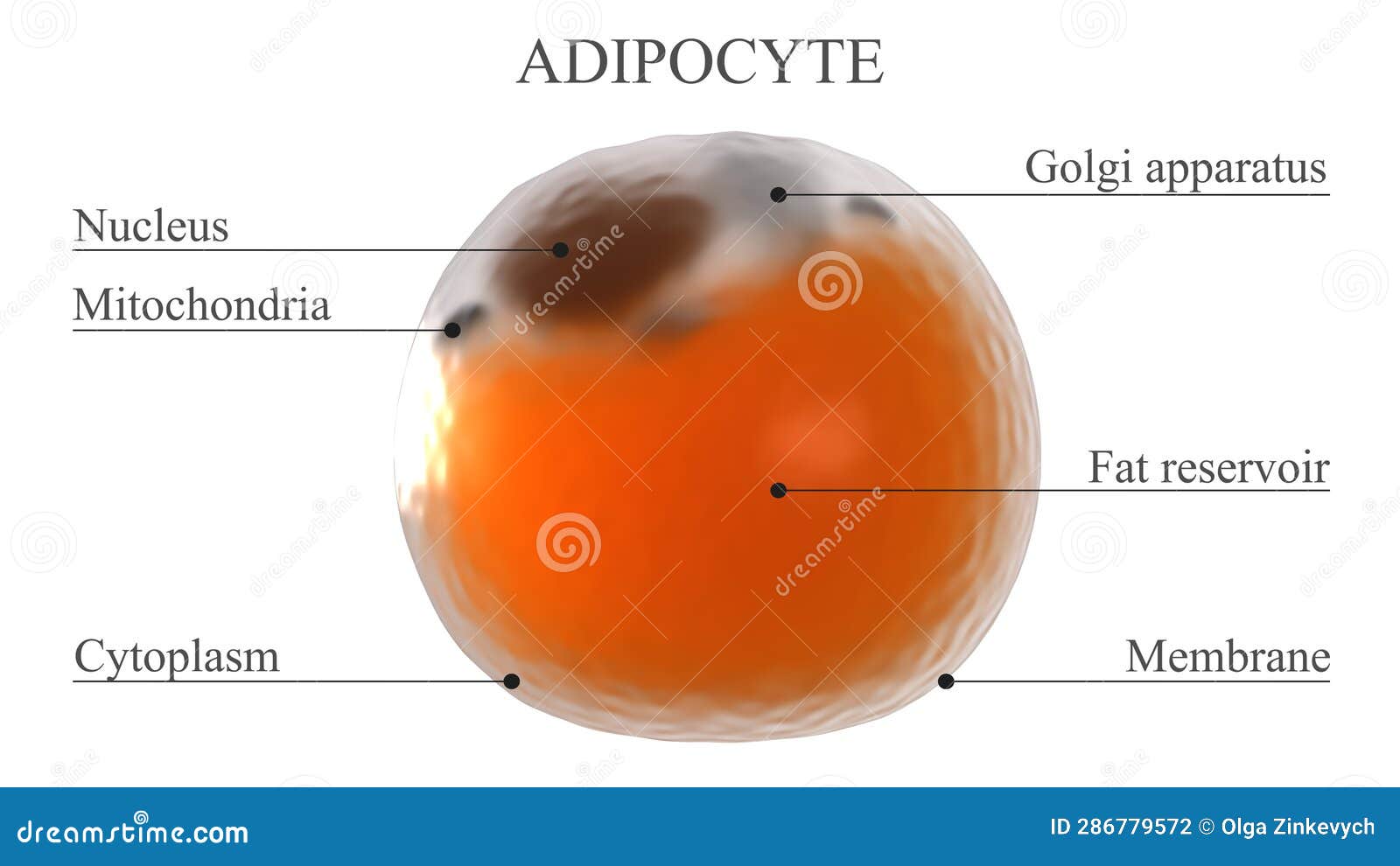 Adipose Cell Structure Illustration Stock Illustration - Illustration ...